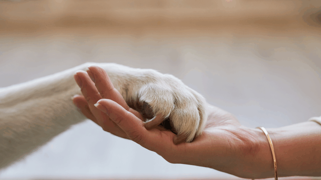 Hotel Victoria in Downtown Toronto - The Story Continues